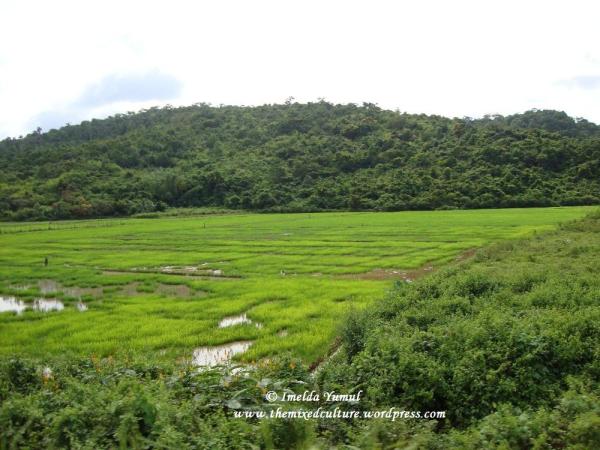 For the Love of Rice – The Mixed Culture