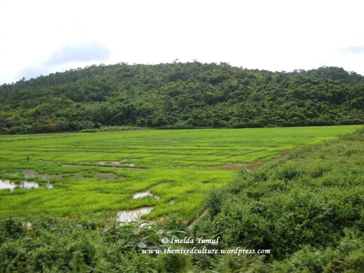 For the Love of Rice – The Mixed Culture