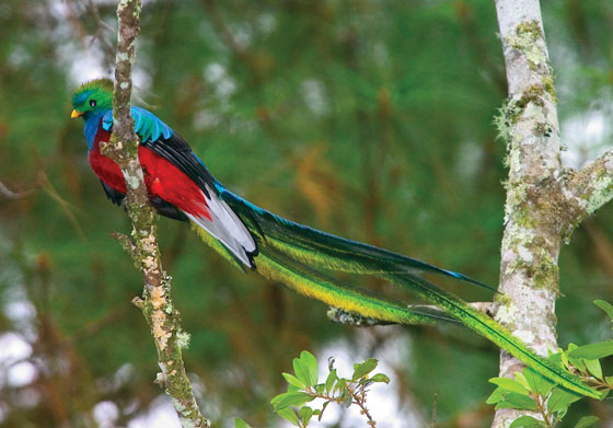 The Quetzal Bird – The Mixed Culture