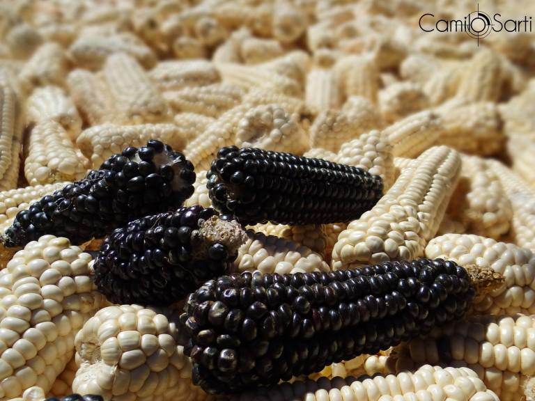 The importance of corn in Guatemala – The Mixed Culture